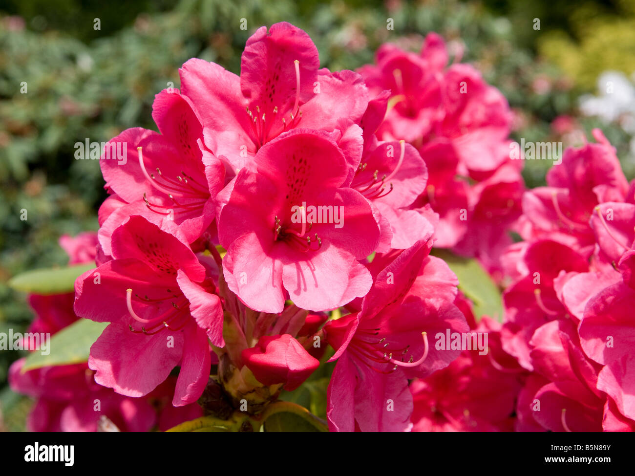 Red rhodendron hi-res stock photography and images - Alamy