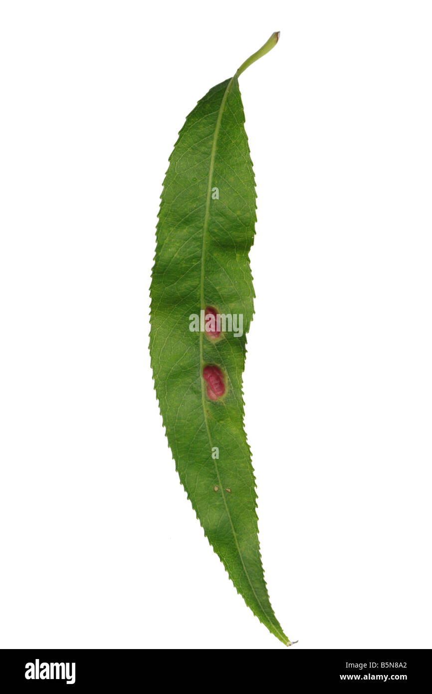 WILLOW BEAN GALL SAWFLY Potania proxima GALLS ON WILLOW LEAF Stock ...