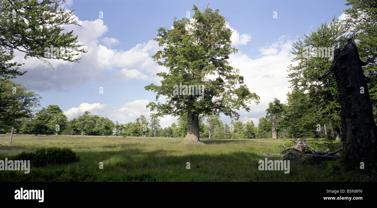 Nationalpark bayerischer wald hi-res stock photography and images - Alamy