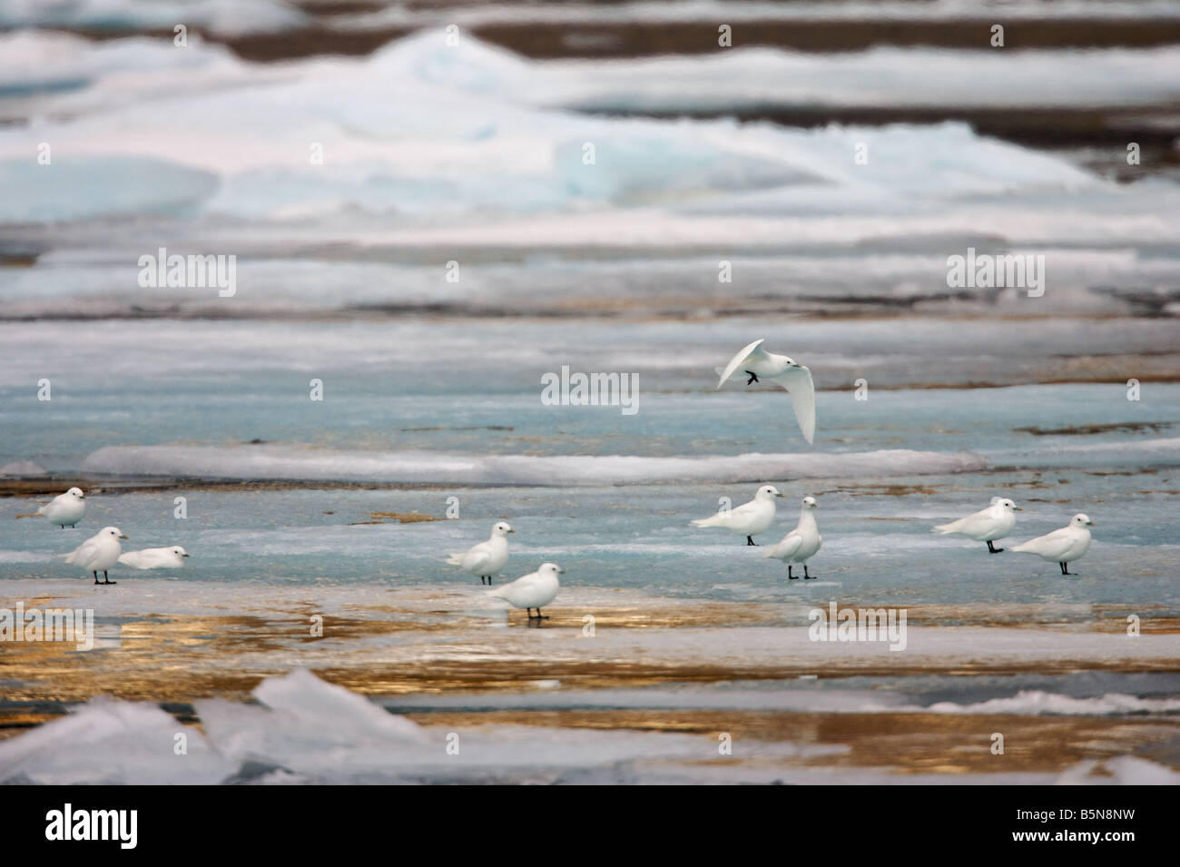 Ivory Gulls High Resolution Stock Photography and Images - Alamy