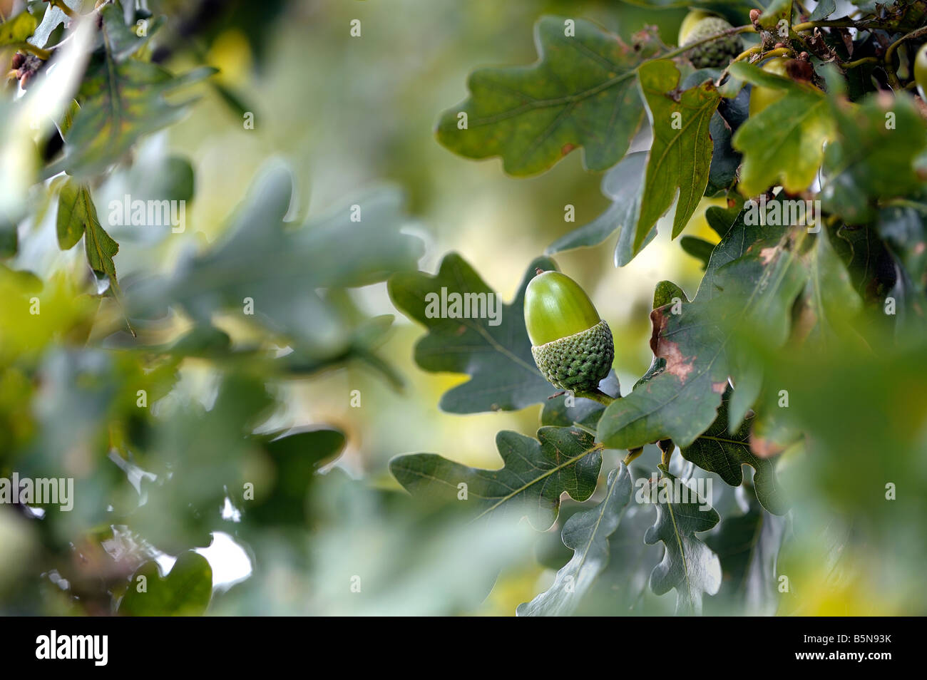 Acorn on oak tree Stock Photo - Alamy