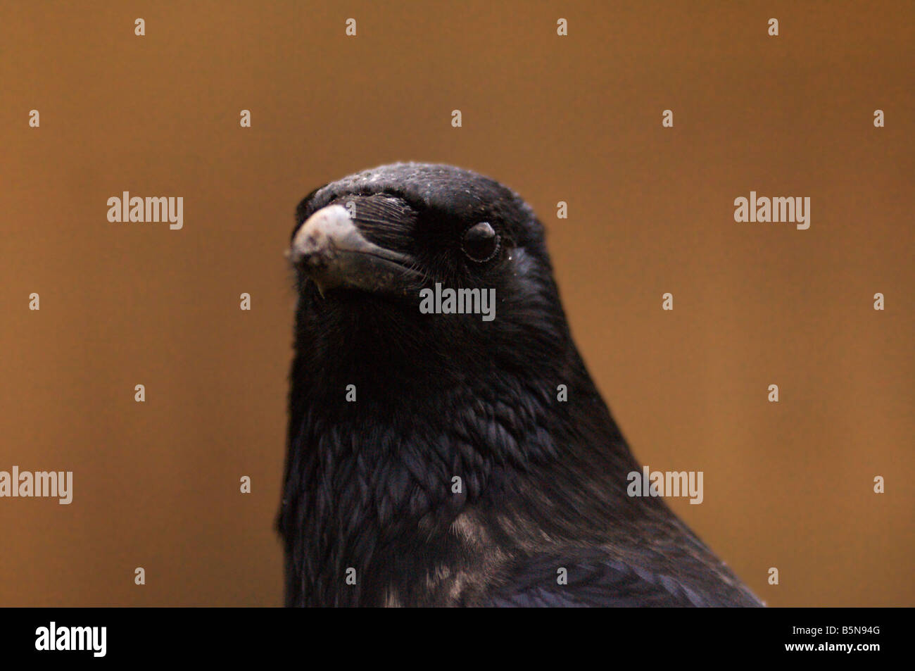 Headshot of a crow Stock Photo - Alamy
