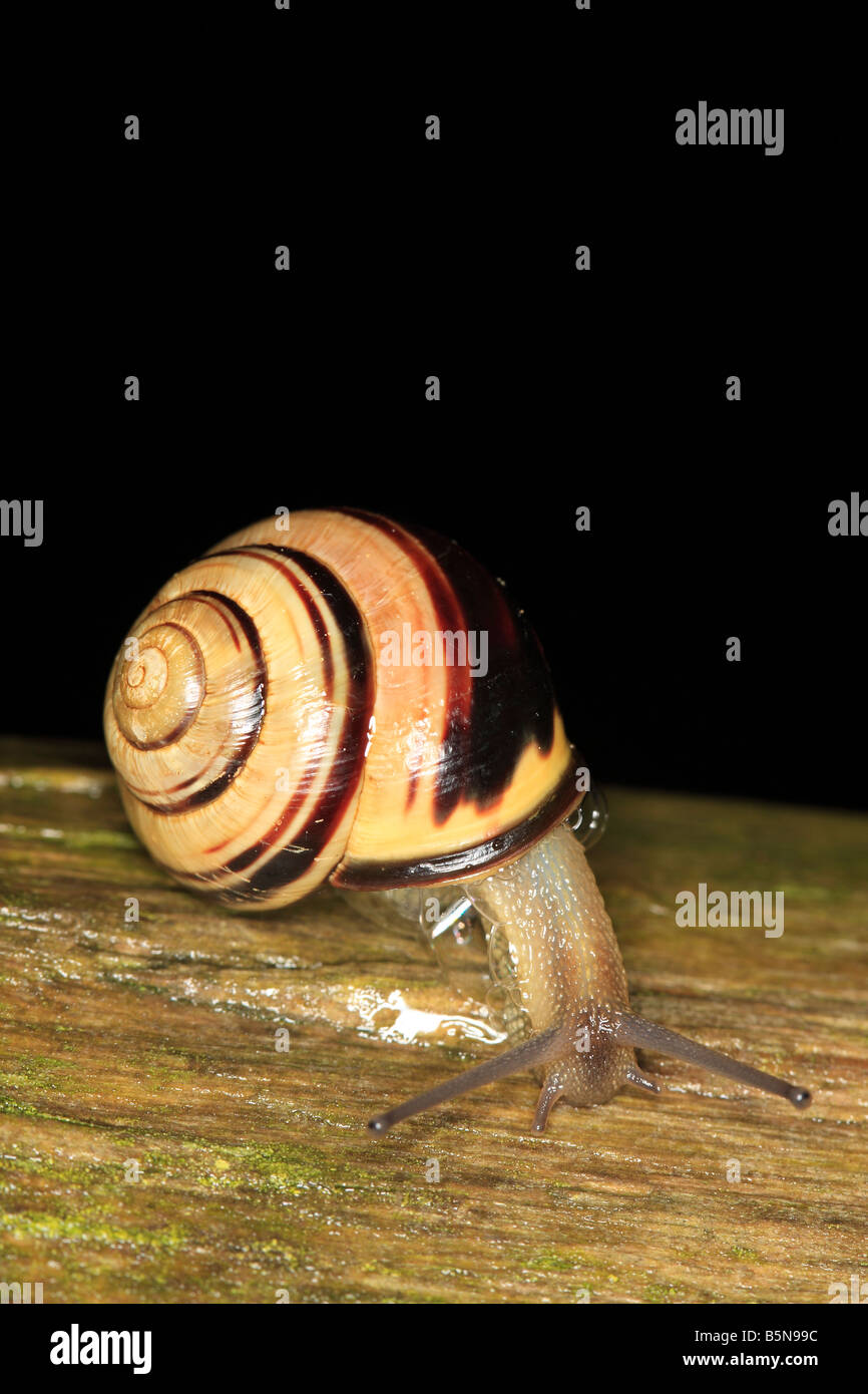 BROWN LIPPED SNAIL Cepaea nemoralis MOVING ACROSS POST AT NIGHT Stock ...