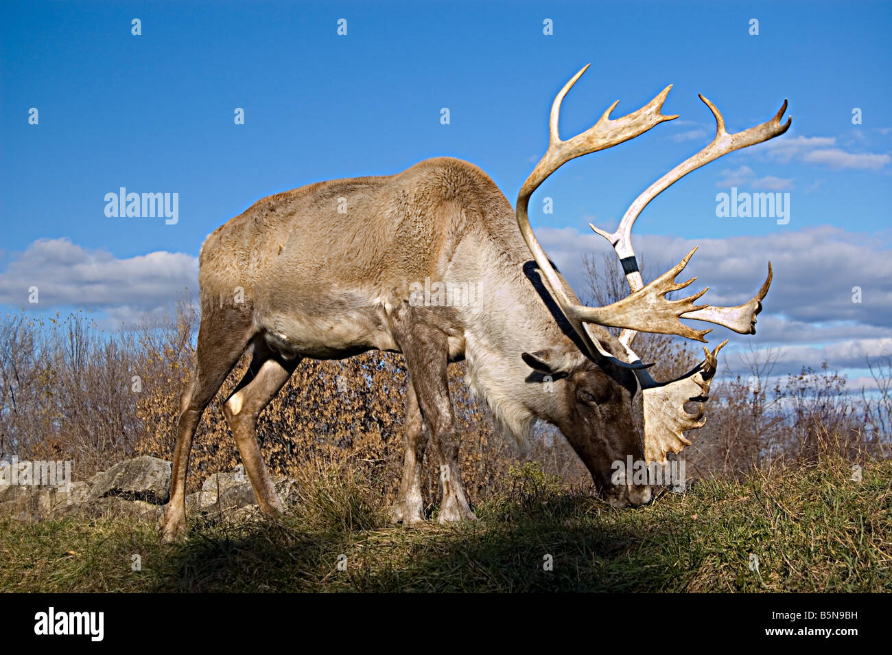 Woodand caribou hi-res stock photography and images - Alamy
