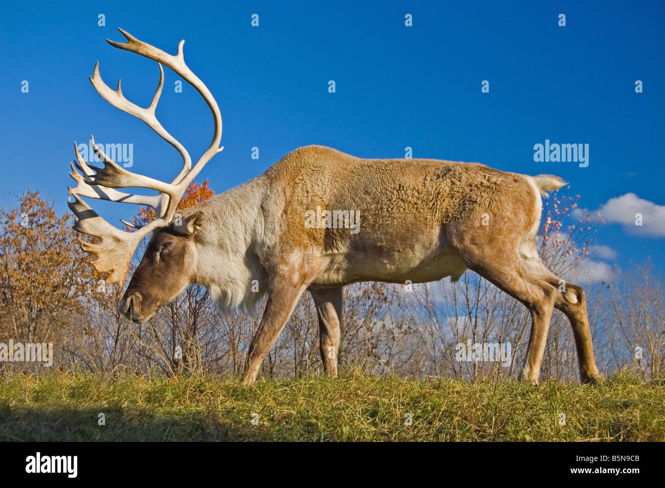 Woodand caribou hi-res stock photography and images - Alamy