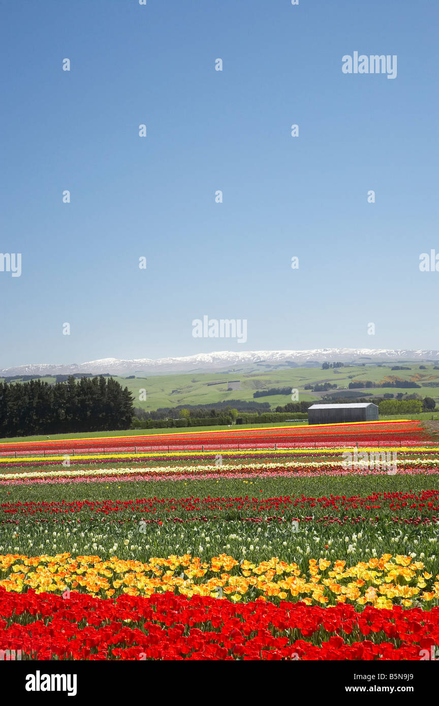 Tulip Fields near Tapanui West Otago South Island New Zealand Stock ...