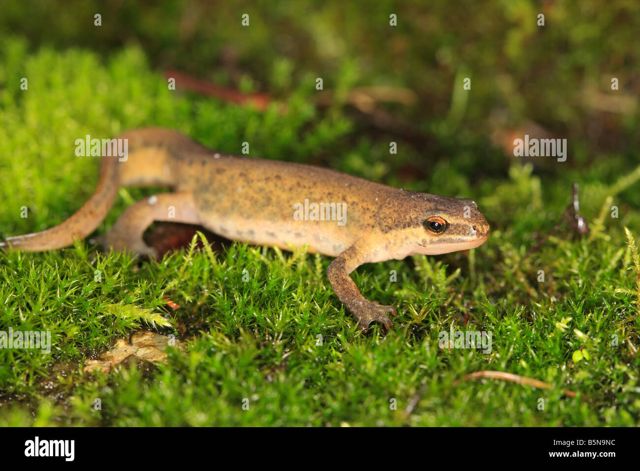 Palmate newt hi-res stock photography and images - Alamy
