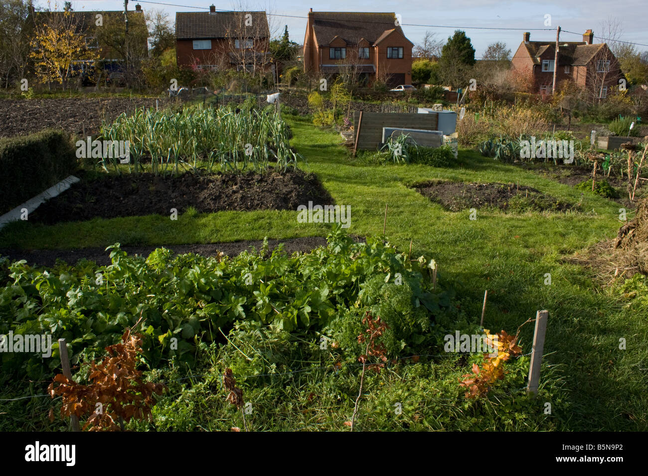 a scene from our local allotments Stock Photo - Alamy