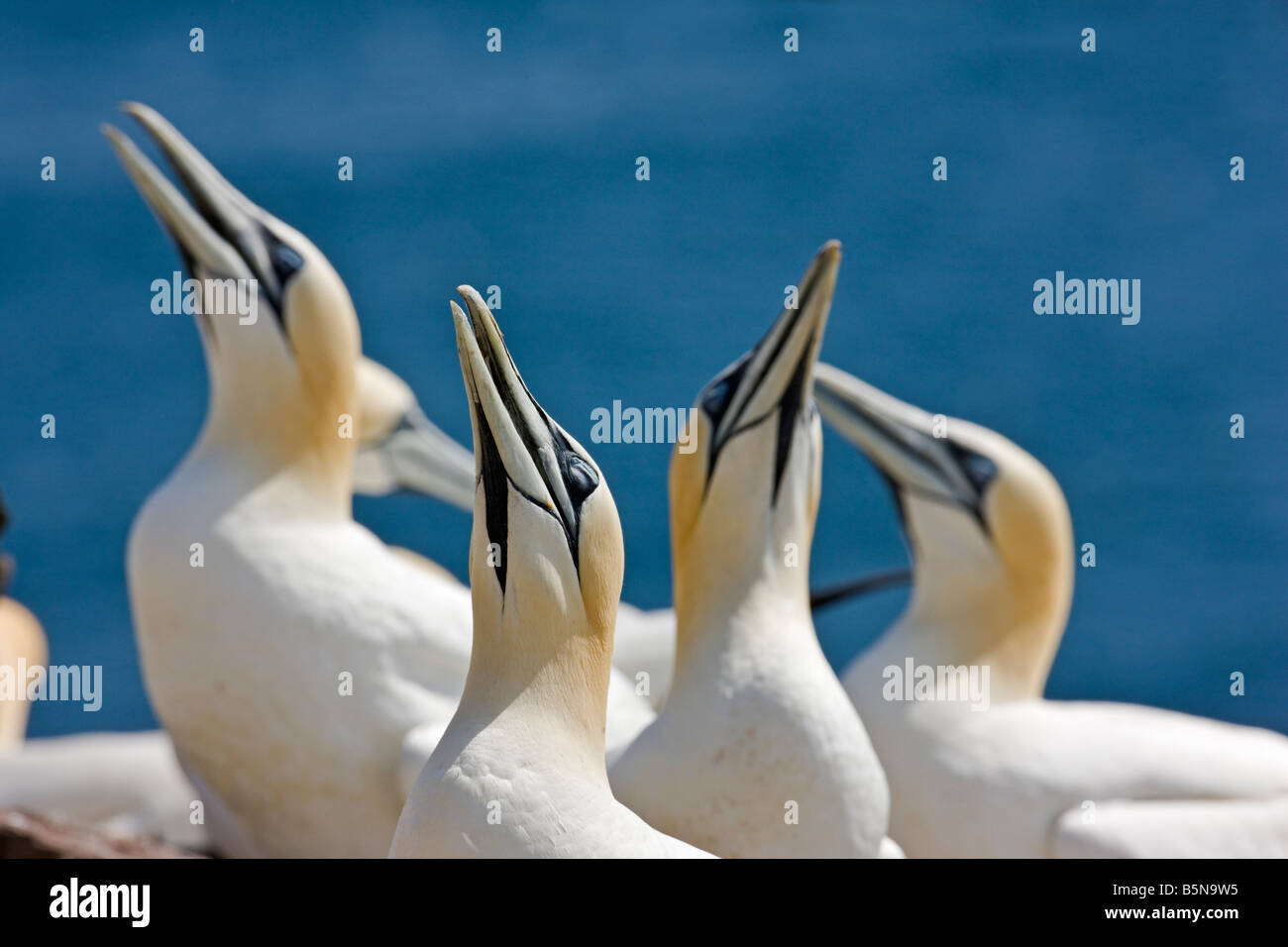 Morus bassanus, gannet. Adults cooling on a hot day by exposing their ...