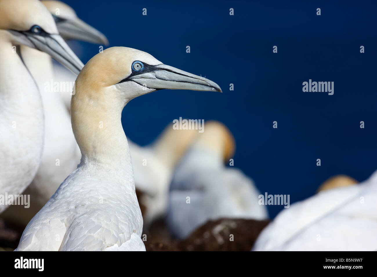 Morus bassanus, gannet. Bass Rock, Scotland Stock Photo - Alamy