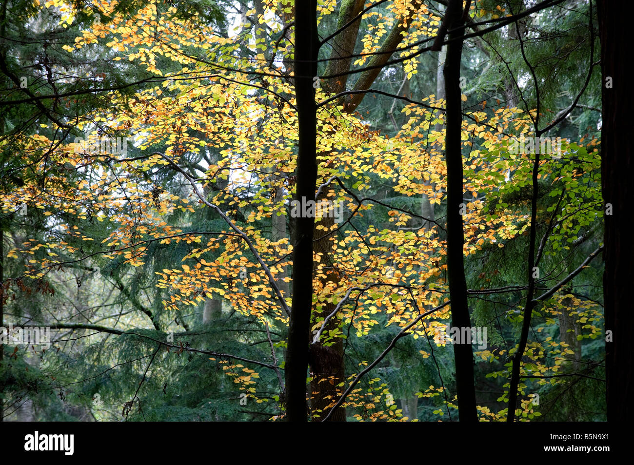 Colour in forest hi-res stock photography and images - Alamy