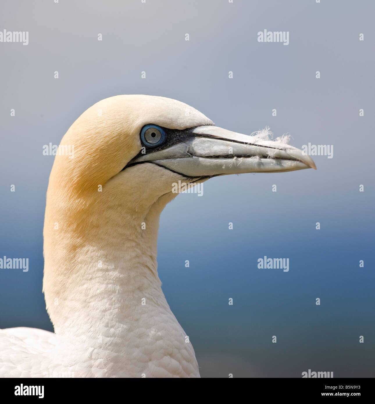 Morus bassanus, gannet. Bass Rock, Scotland Stock Photo - Alamy