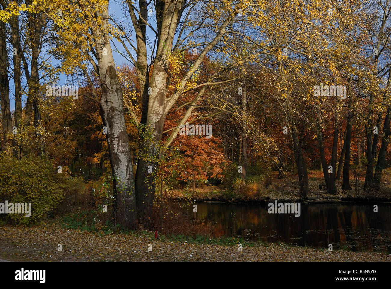 An autumn scene from the Tiergarten Park in Berlin, Germany Stock Photo ...