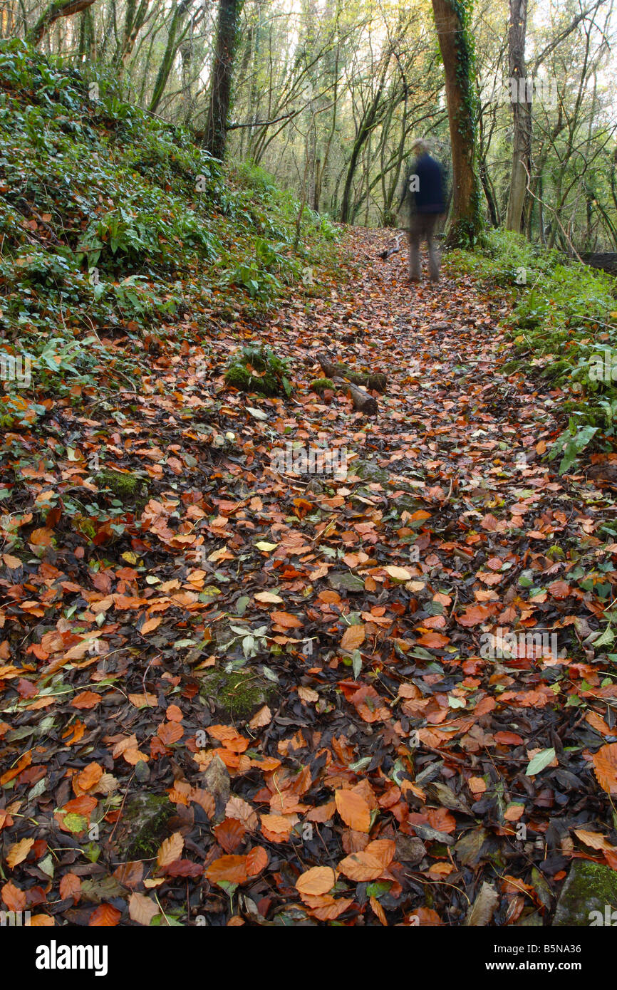 Autumn fall fallen golden leaf colour walker along public footpath at ...
