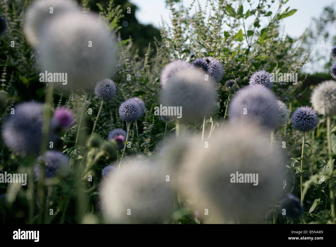 Purple Alium flower ball in a field of purple Alium Stock Photo - Alamy