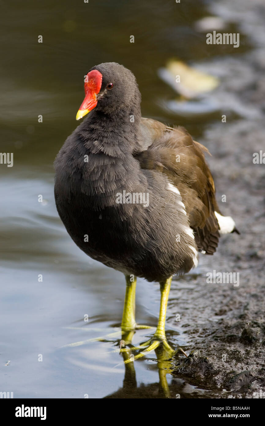 Moorhen - Gallinula chloropus Stock Photo - Alamy