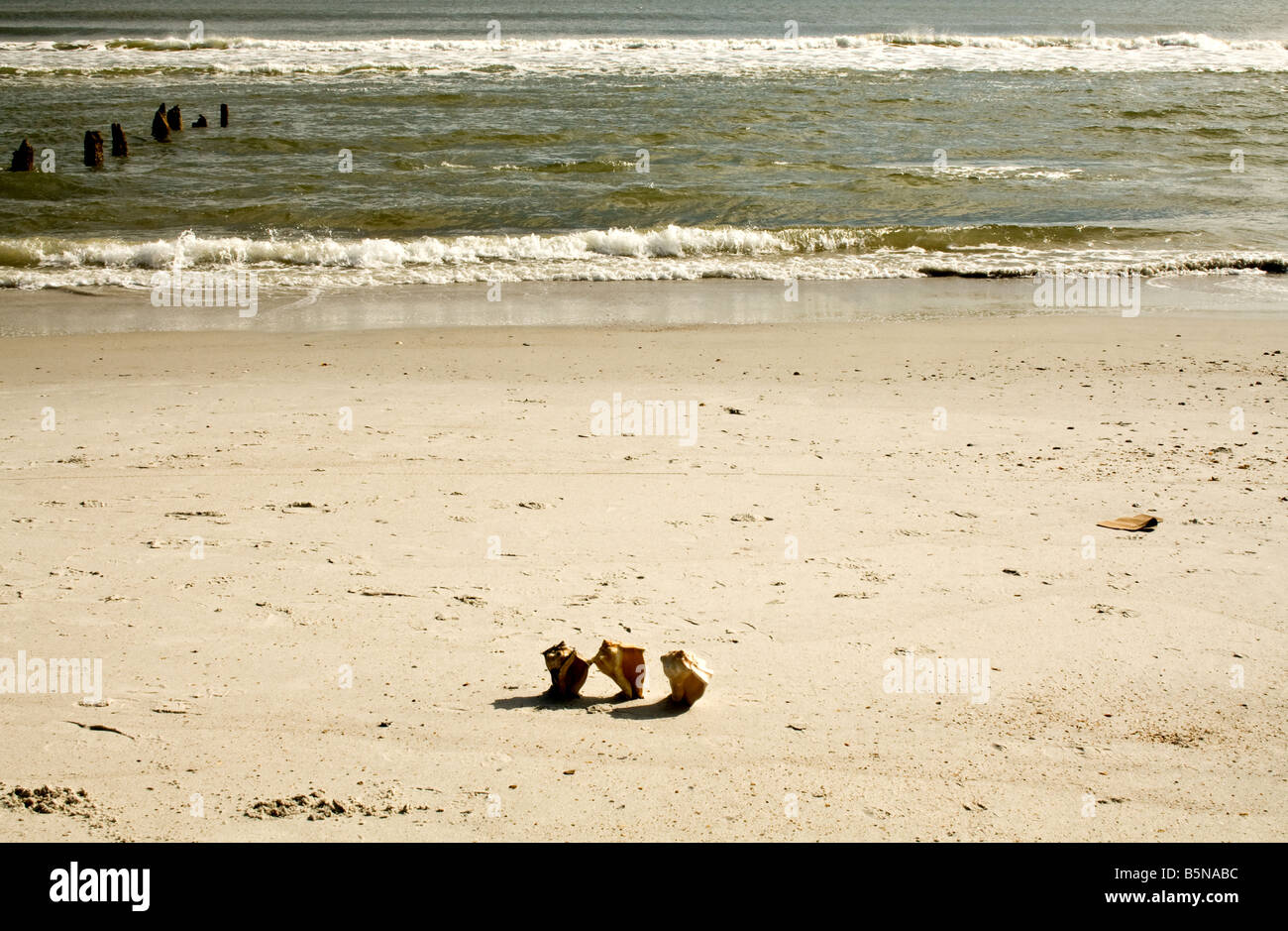 Three conch shells hi-res stock photography and images - Alamy