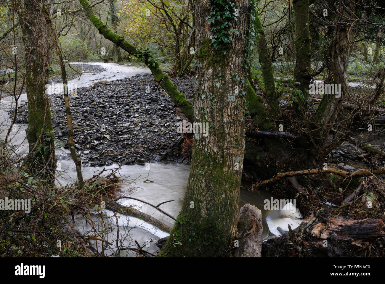Natural dam caused by timber debris deposited in a flood in a braided ...