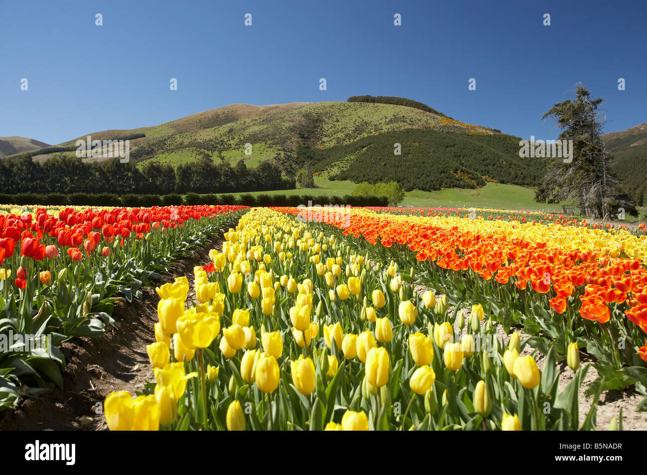 Tapanui hi-res stock photography and images - Alamy