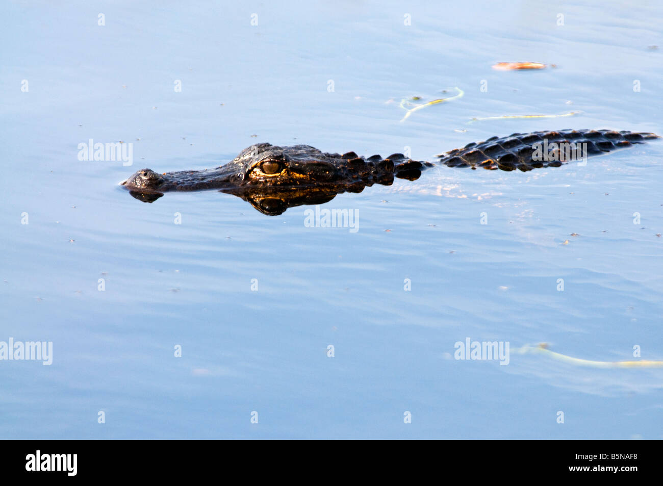 American Alligator Alligator mississippiensis is native only to the ...