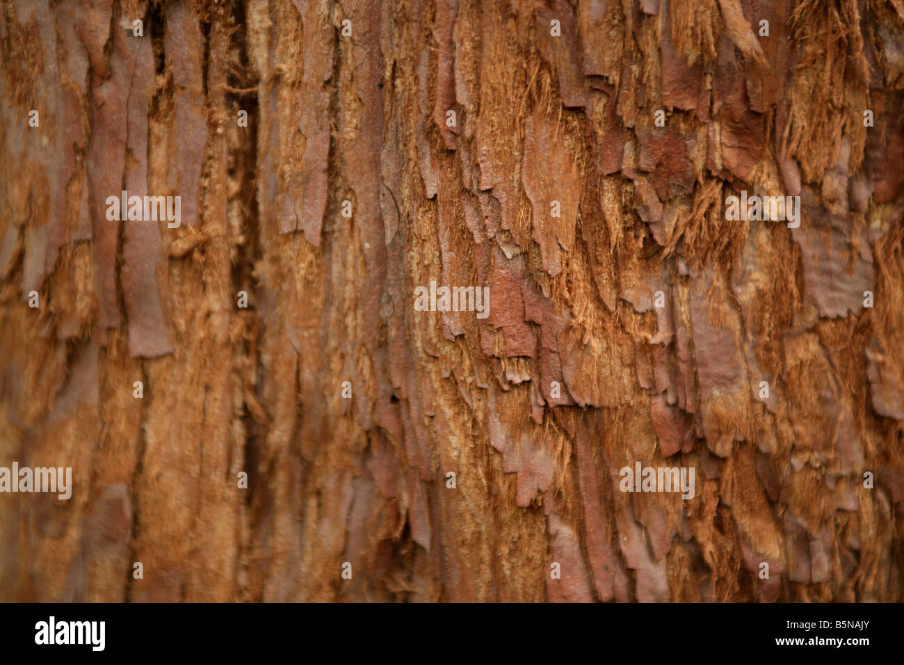 Rough textured, red bark on a tree trunk Stock Photo - Alamy