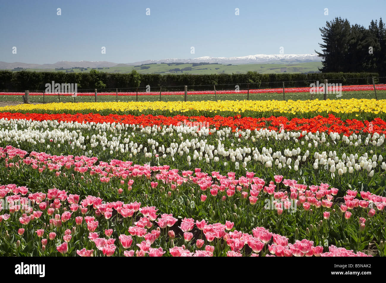 Tulip Fields near Tapanui West Otago South Island New Zealand Stock ...