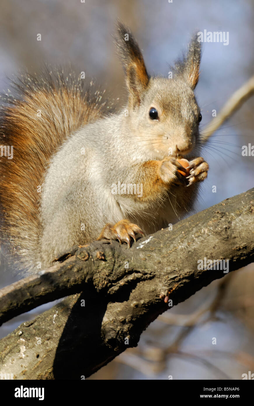 Russian squirrel Sciurus Vulgaris Moscow Russia Stock Photo - Alamy