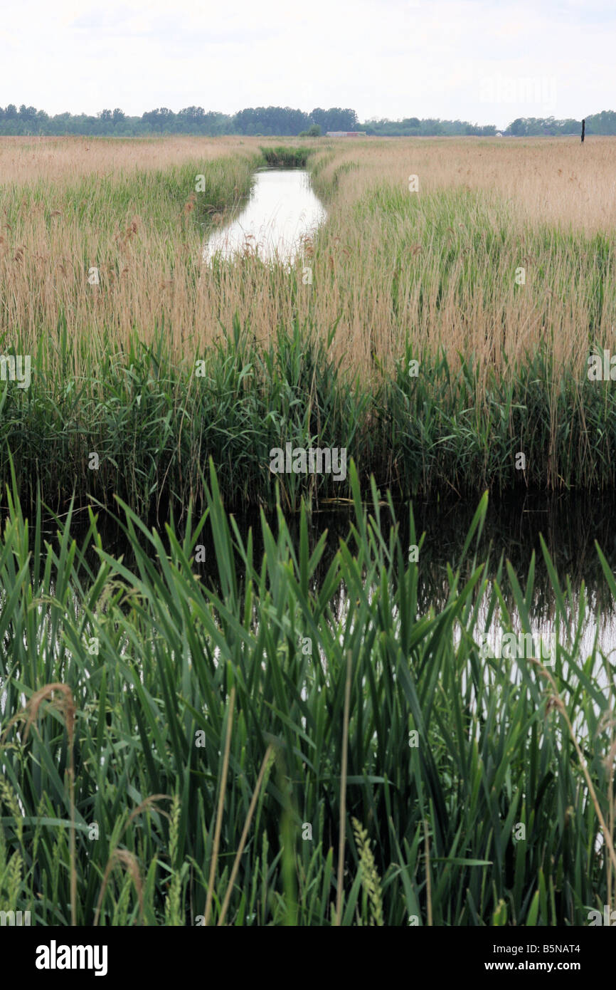 View of reedbed at Lakenheath Fen Stock Photo - Alamy