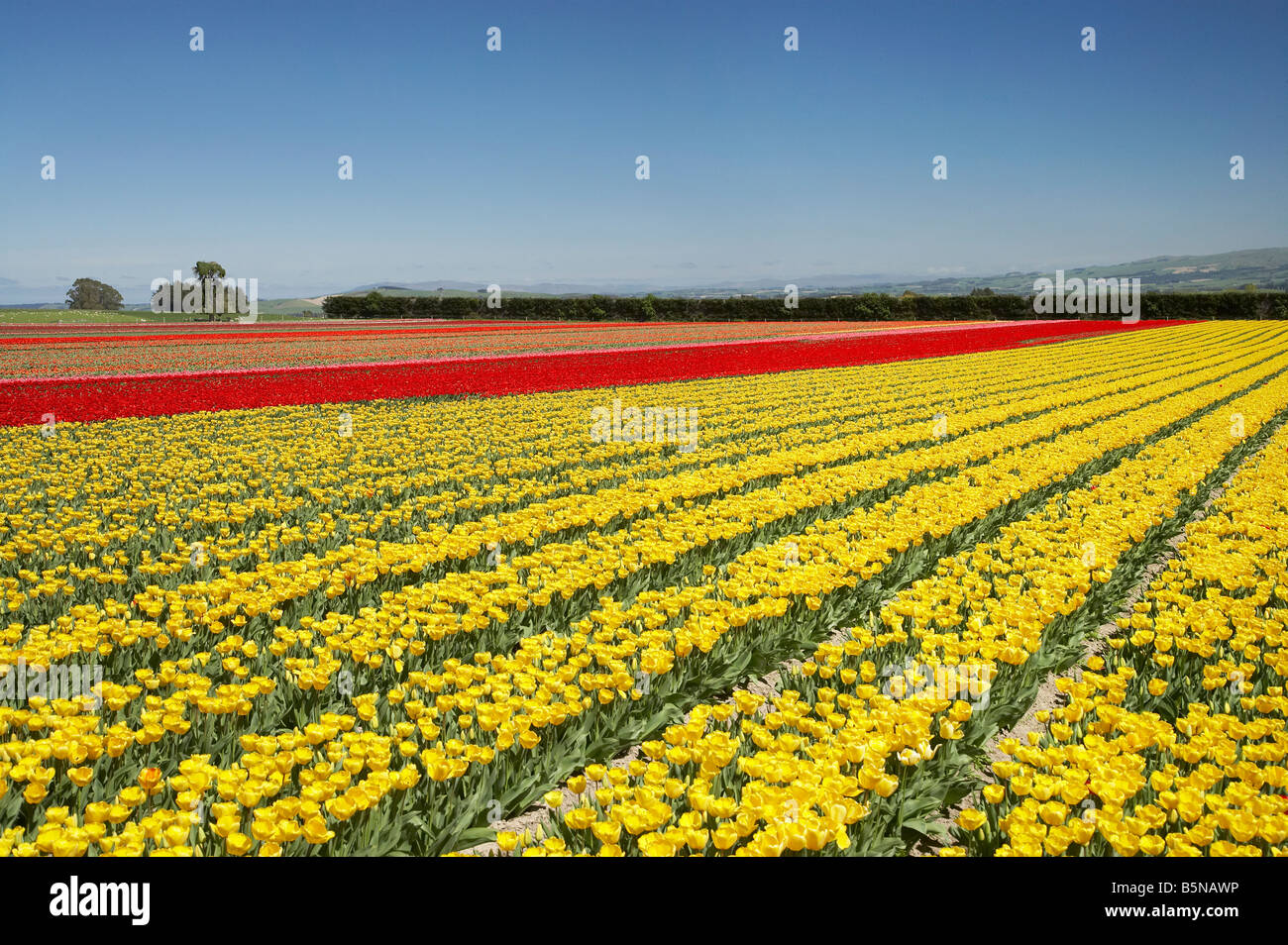 Tapanui new zealand hi-res stock photography and images - Alamy