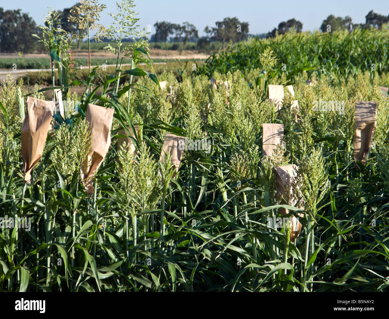 Farming experiment hi-res stock photography and images - Alamy