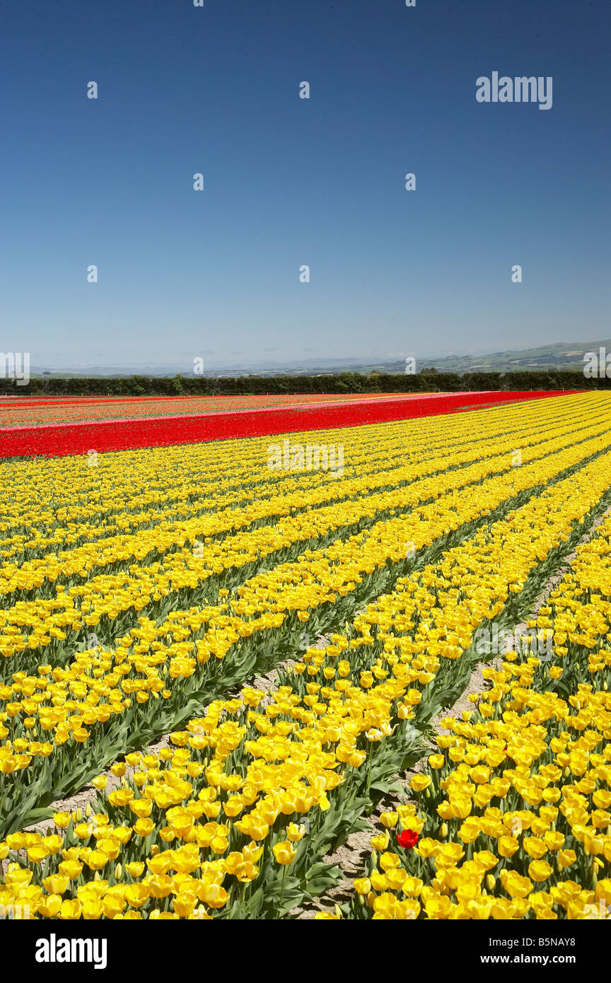 Tulip Fields near Tapanui West Otago South Island New Zealand Stock ...