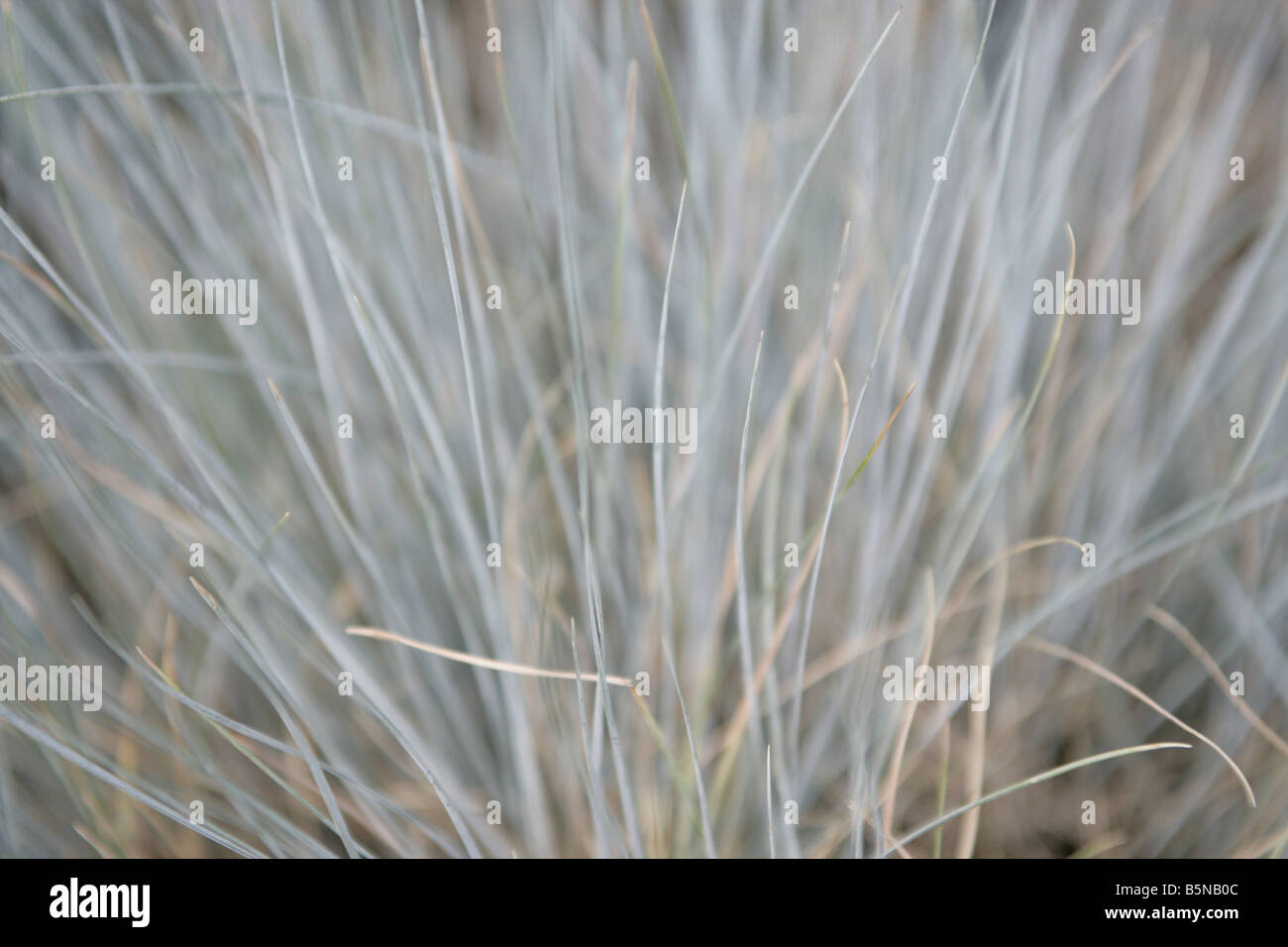 fine grey, blue grass like cacti plant Stock Photo - Alamy