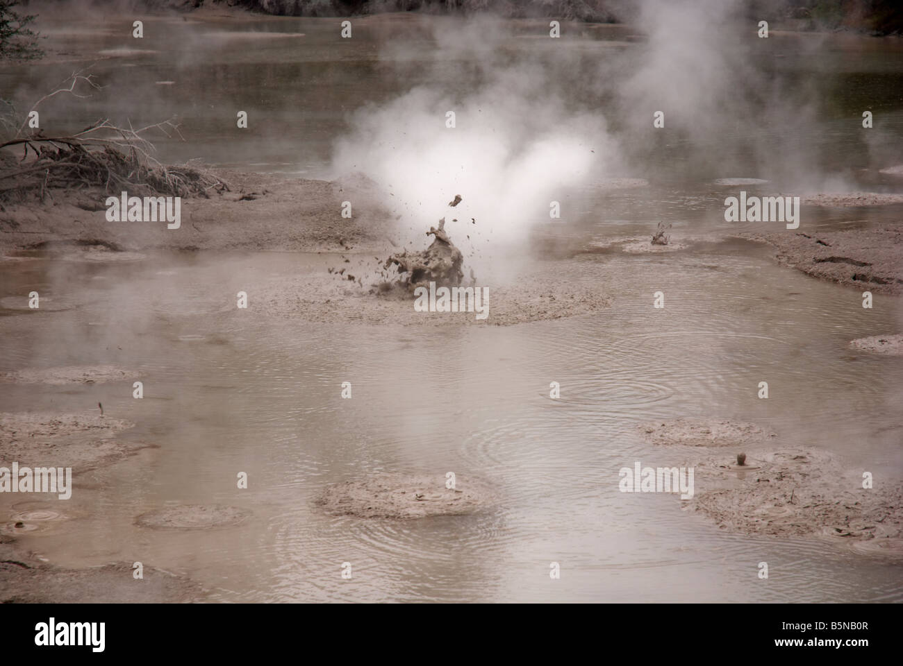 Boiling Mud near Rotorua, New Zealand Stock Photo - Alamy