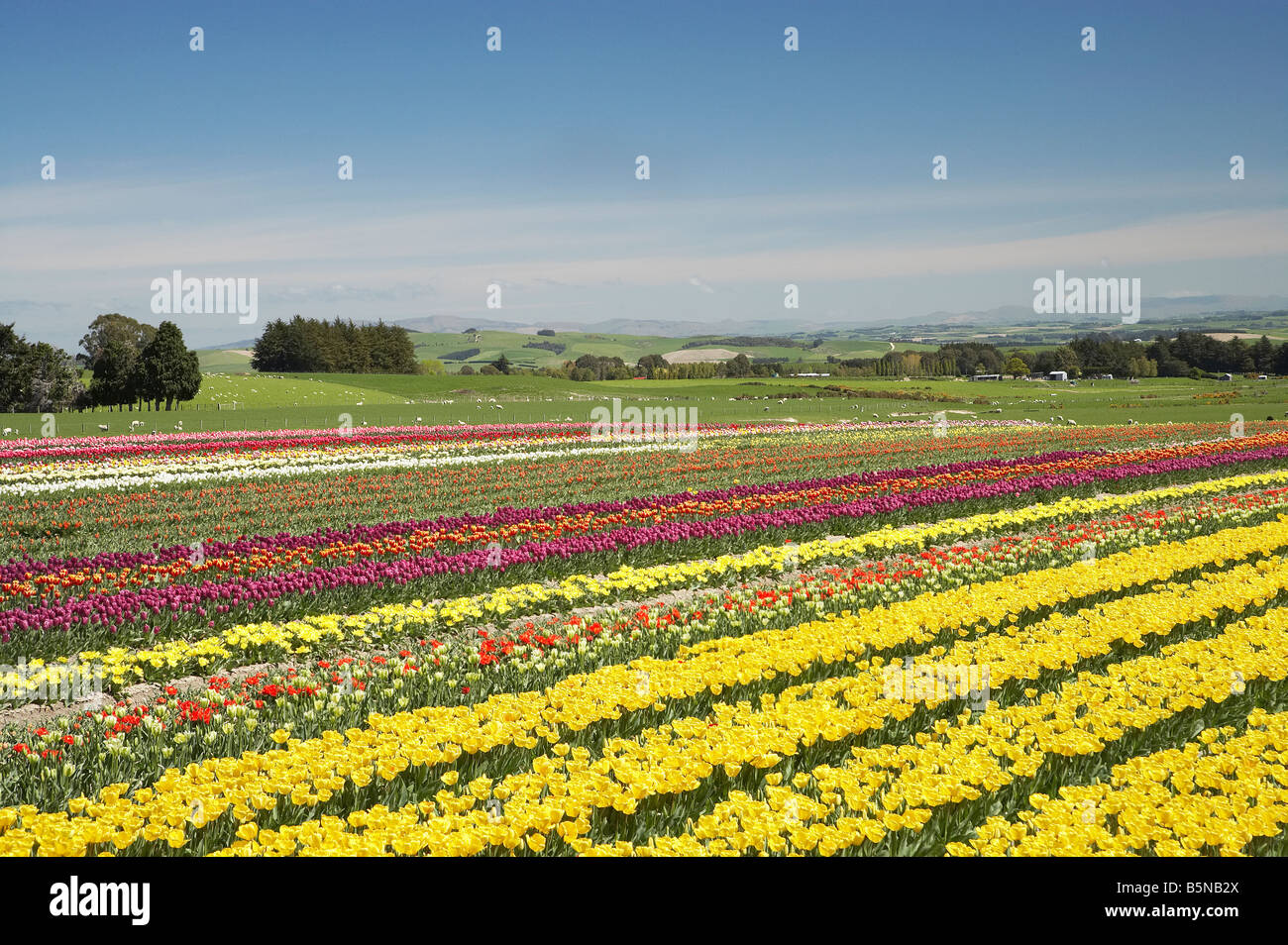 Tulip Fields near Tapanui West Otago South Island New Zealand Stock ...