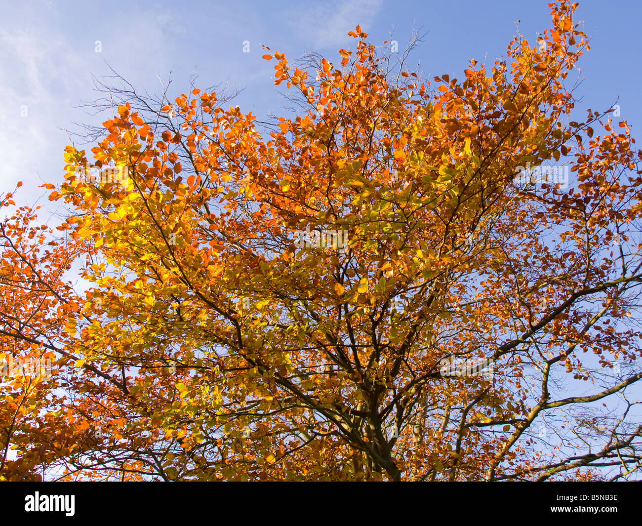 Autumn tree with Autumn colours Stock Photo - Alamy
