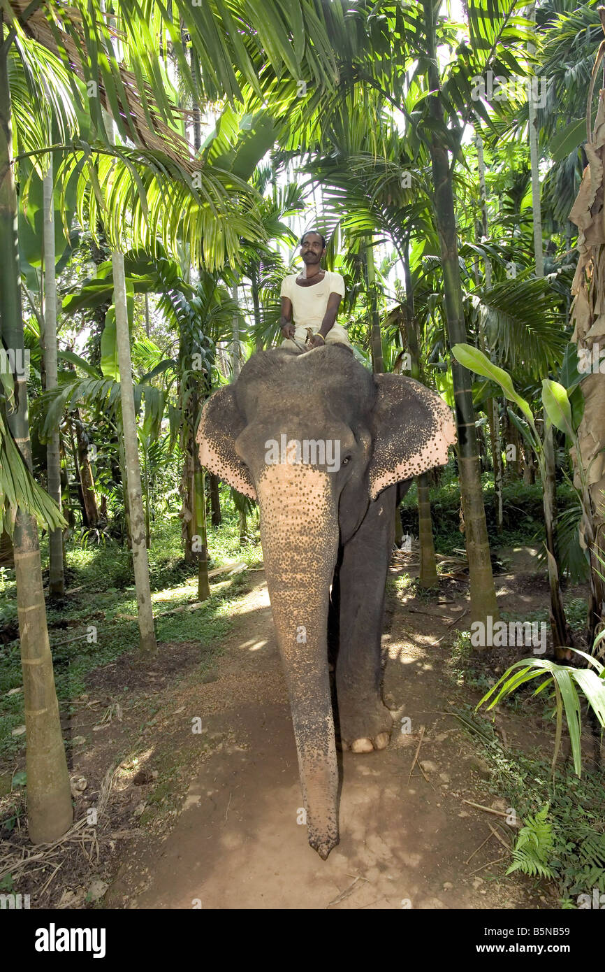 A mahout riding his female Indian elephant (Elephas maximus) through ...