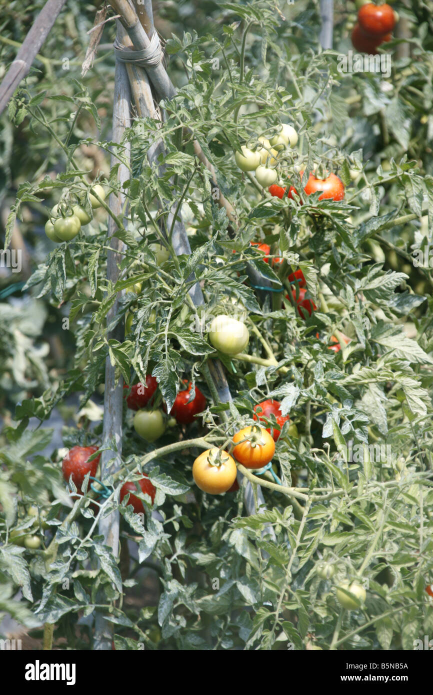 Red field tomatoes plant sun tomato patch hi-res stock photography and ...
