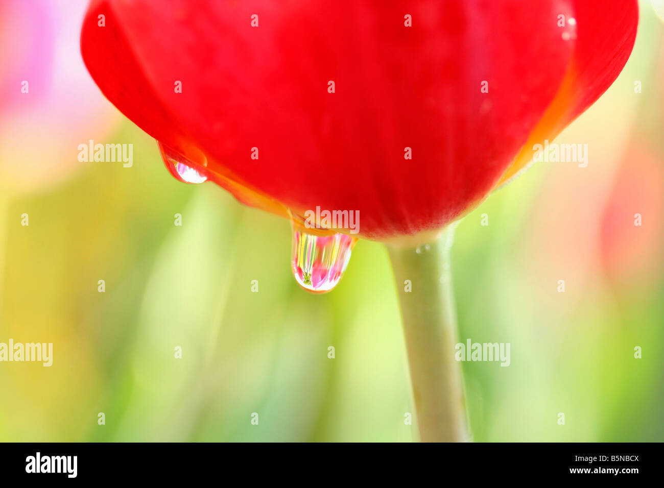 Tulip flower with drops Stock Photo - Alamy