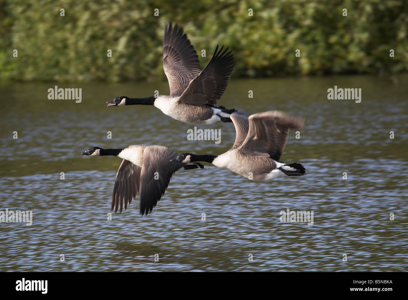 Canada Geese in flight Stock Photo - Alamy