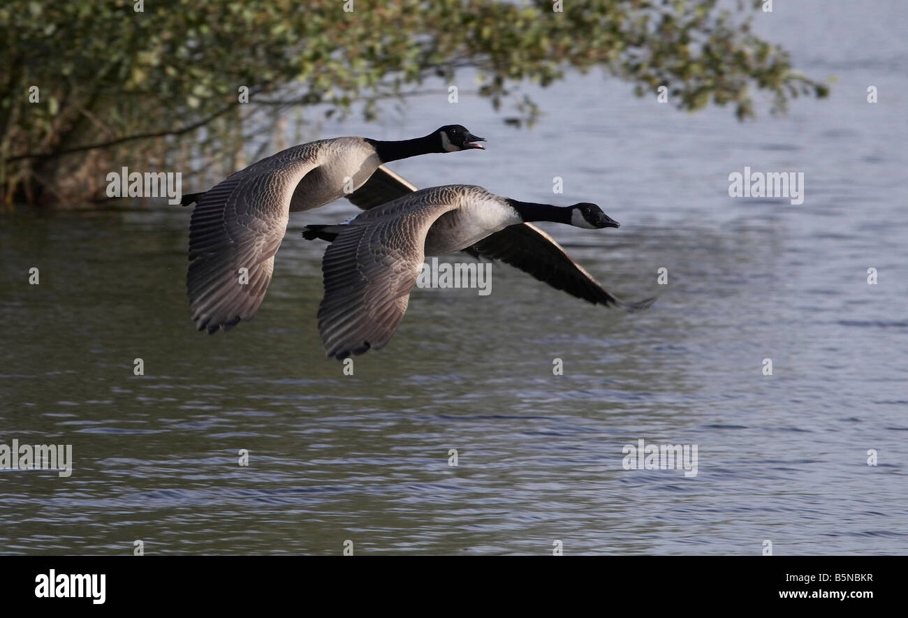 Canada geese in flight hi-res stock photography and images - Alamy