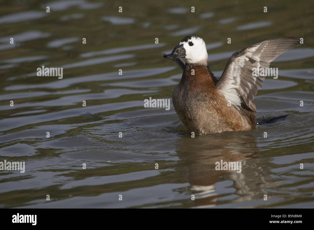 Duck stretching wing hi-res stock photography and images - Alamy