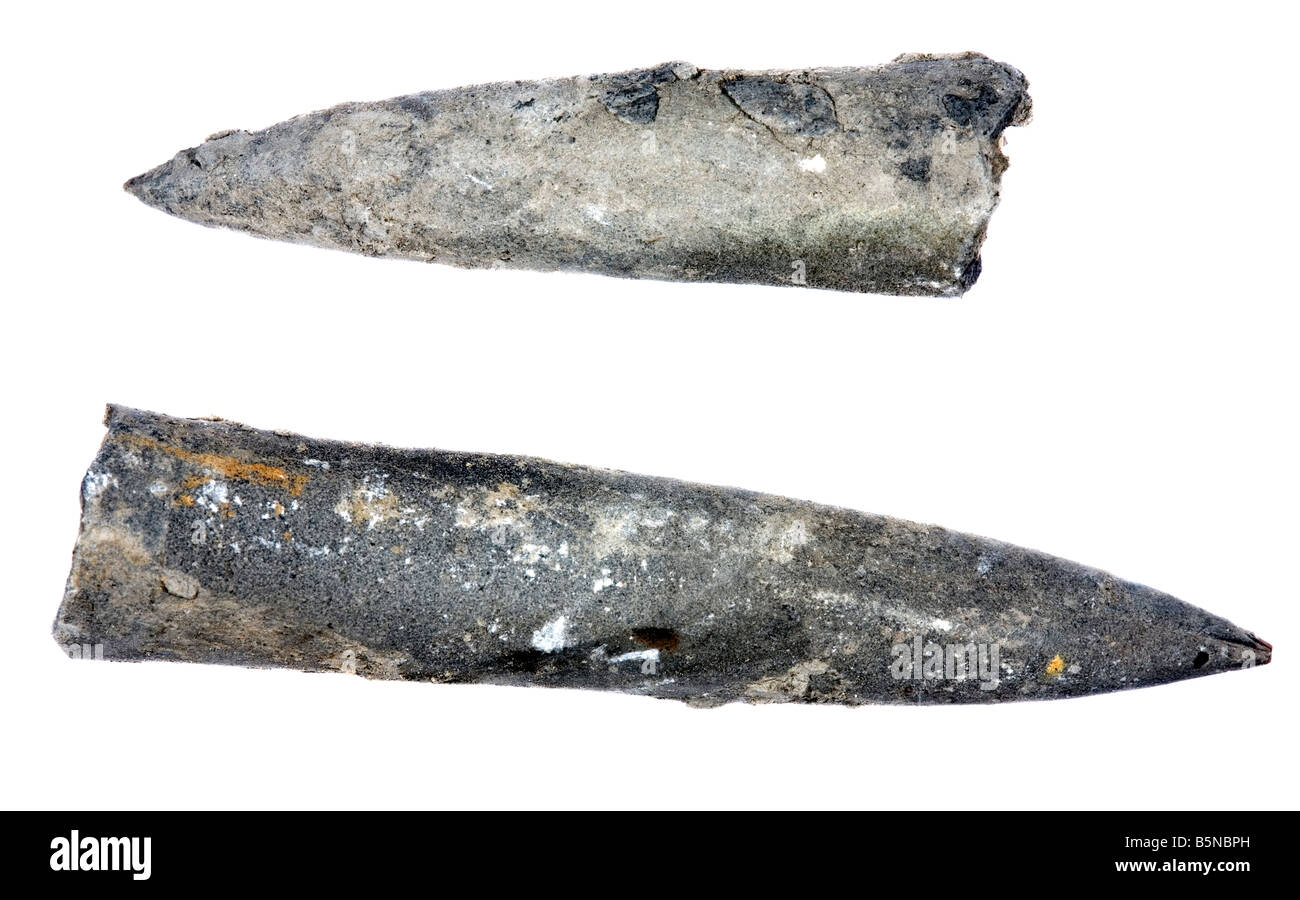 Belemnite Cut Out Stock Images & Pictures - Alamy