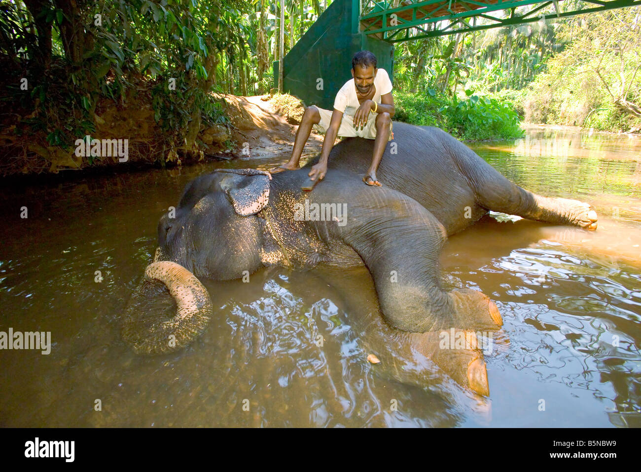 Indian man sitting on elephant hi-res stock photography and images - Alamy