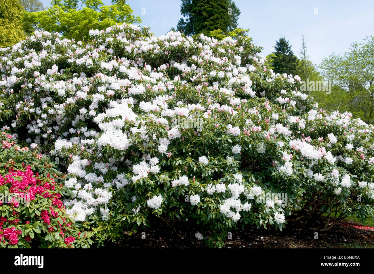 Rhododendron rex hi-res stock photography and images - Alamy