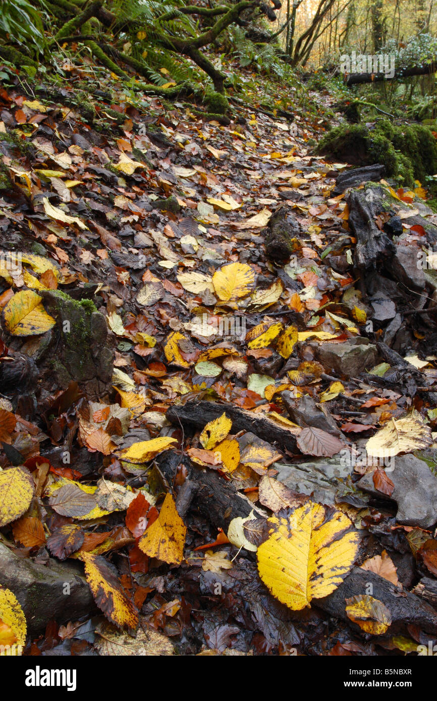 Bed of vibrant moss hi-res stock photography and images - Alamy