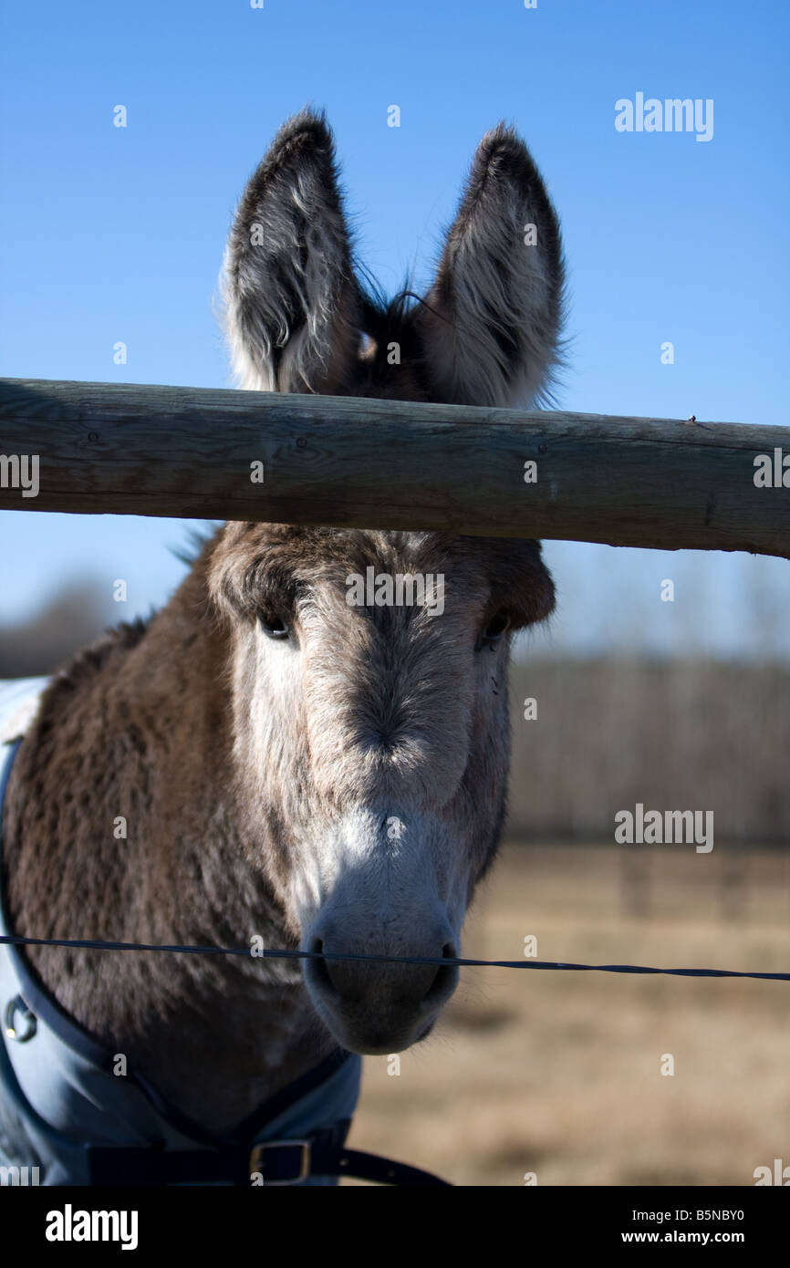 Donkey peering through fence line at camera wearing a blanket Stock ...