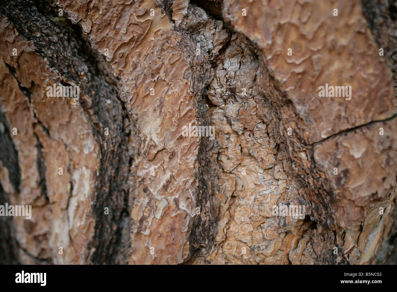 Bark tree trunk hi-res stock photography and images - Alamy