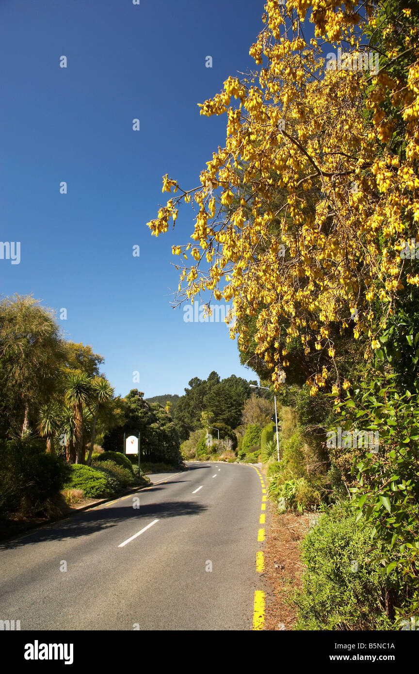 Kowhai tree new zealand hi-res stock photography and images - Alamy
