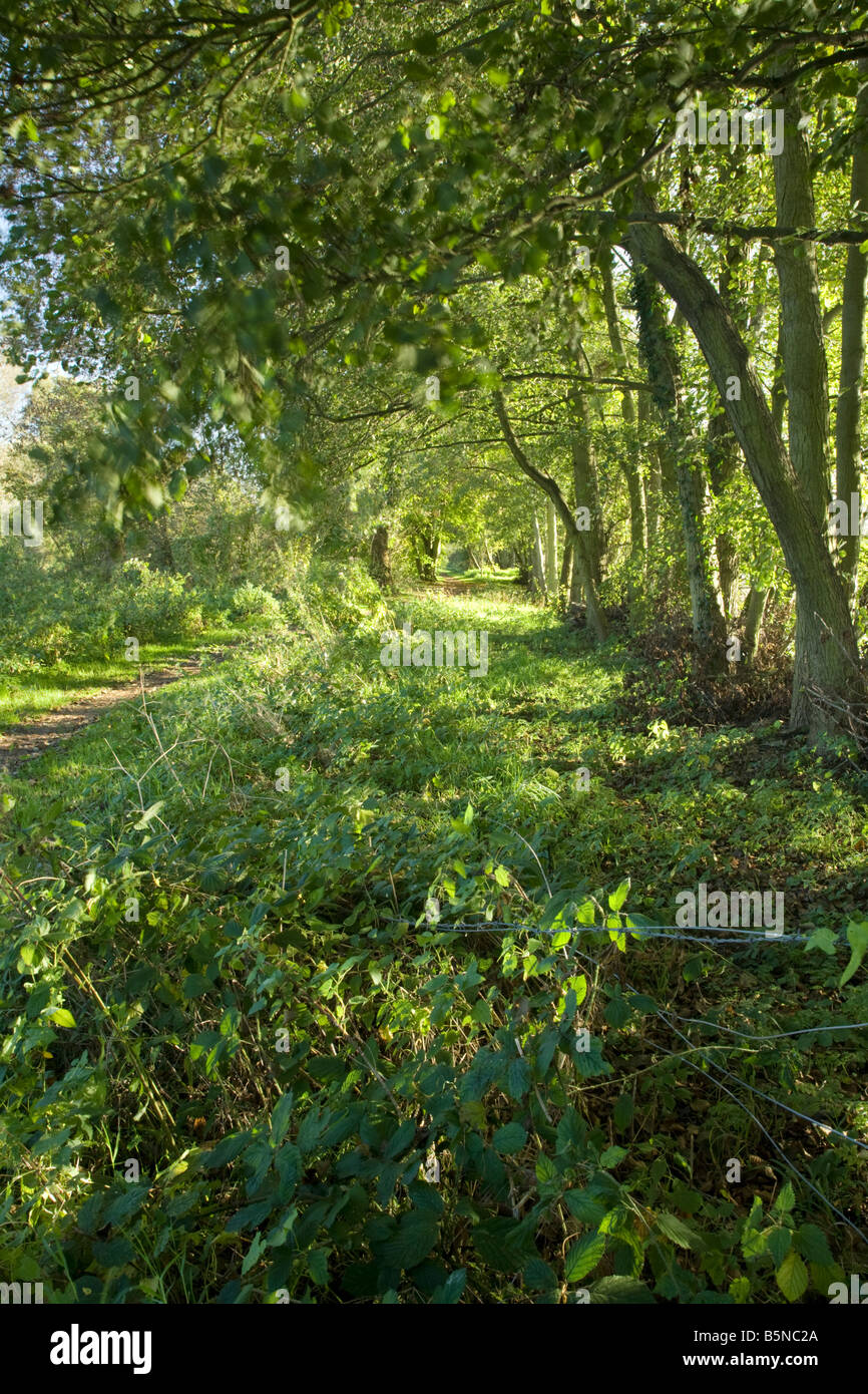Autumn trees along the towpath of the Kennet and Avon Canal in Theale ...