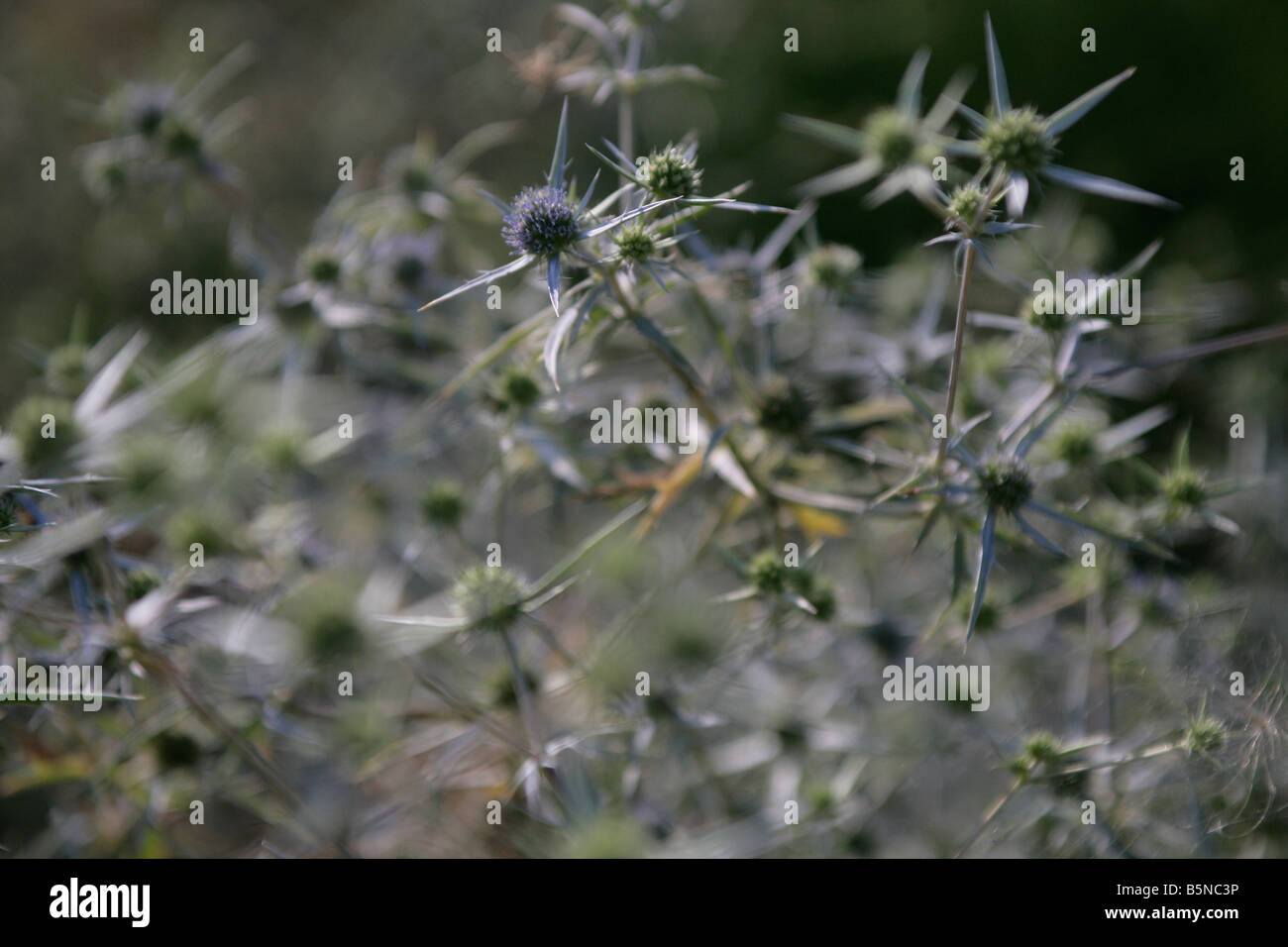 Harsh ecosystem plant hi-res stock photography and images - Alamy